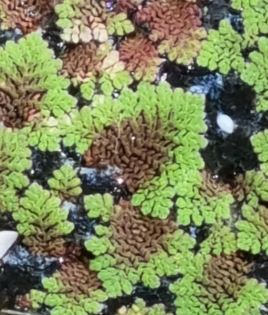 water fern from AUT Manukau, Manukau City Centre, Auckland 2104, New ...