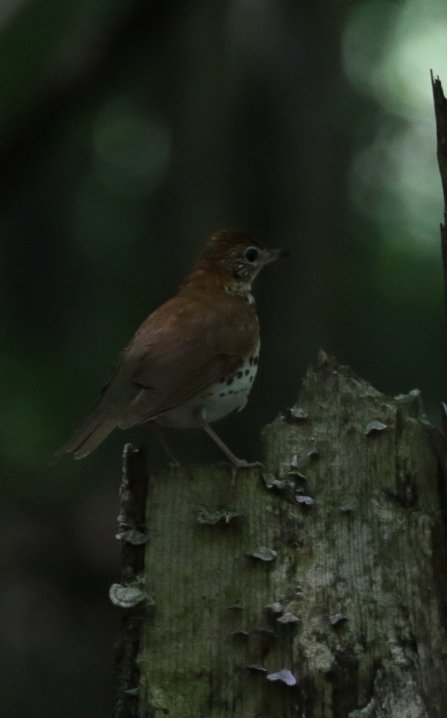 Wood Thrush from Allegan Township, MI 49010, USA on June 2, 2020 at 11: ...