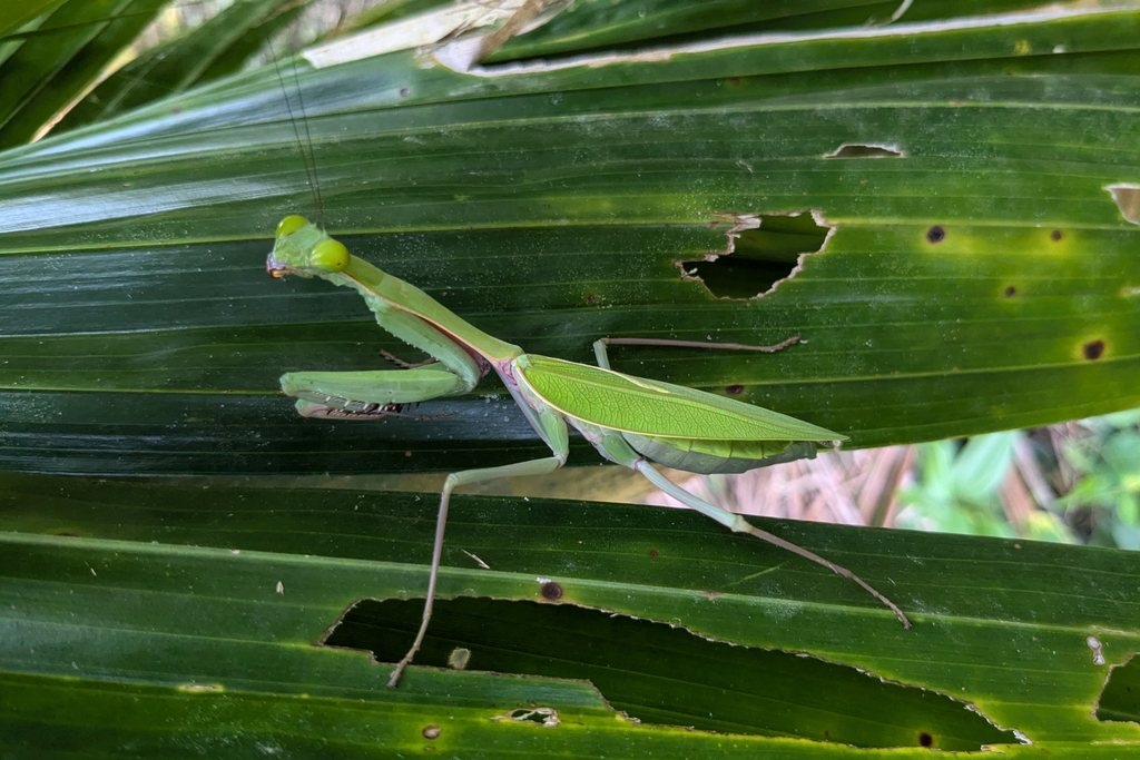 Giant Asian Mantises from Waigeo Island, Raja Ampat Regency, West Papua ...