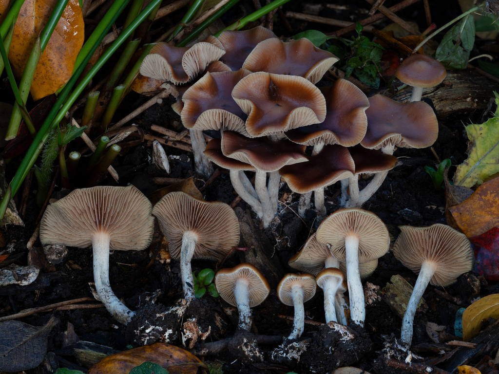 Wavy Cap in October 2024 by James Conway · iNaturalist