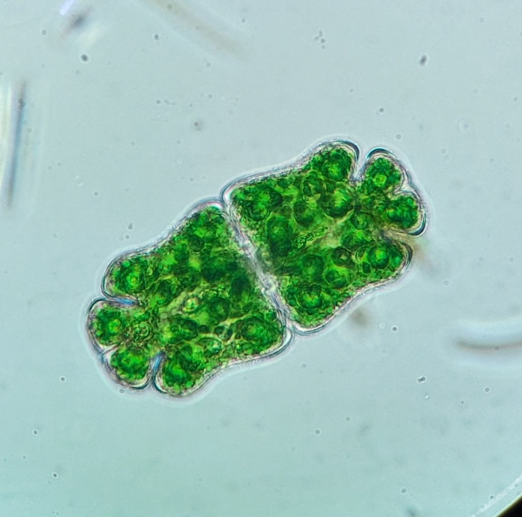 Euastrum crassum from Troutdale, OR 97060, USA on October 18, 2024 at ...