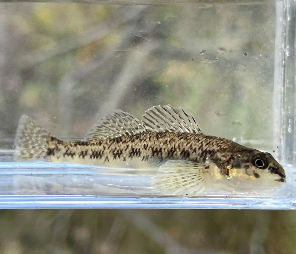 Johnny Darter from E Kilgore Rd, Kalamazoo, MI, US on October 23, 2024 ...