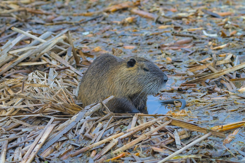 Coypu from Port Aransas, TX, USA on April 26, 2014 at 07:24 AM by ...