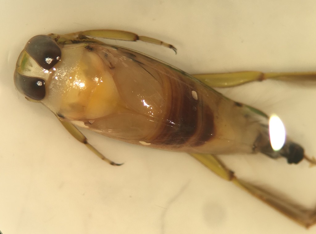 Notonecta indica from Lafayette County, MS, USA on July 9, 2019 by ...