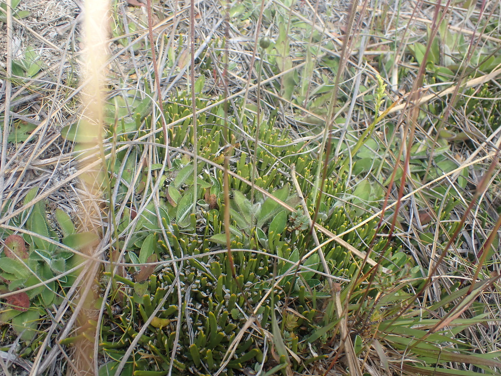 Stout Dwarf Broom from Central Otago, Otago, New Zealand on January 18 ...