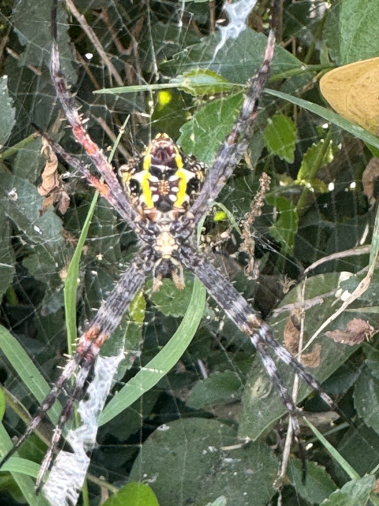 Garden Orbweavers from Java, Kabupaten Bandung Barat, West Java, ID on ...