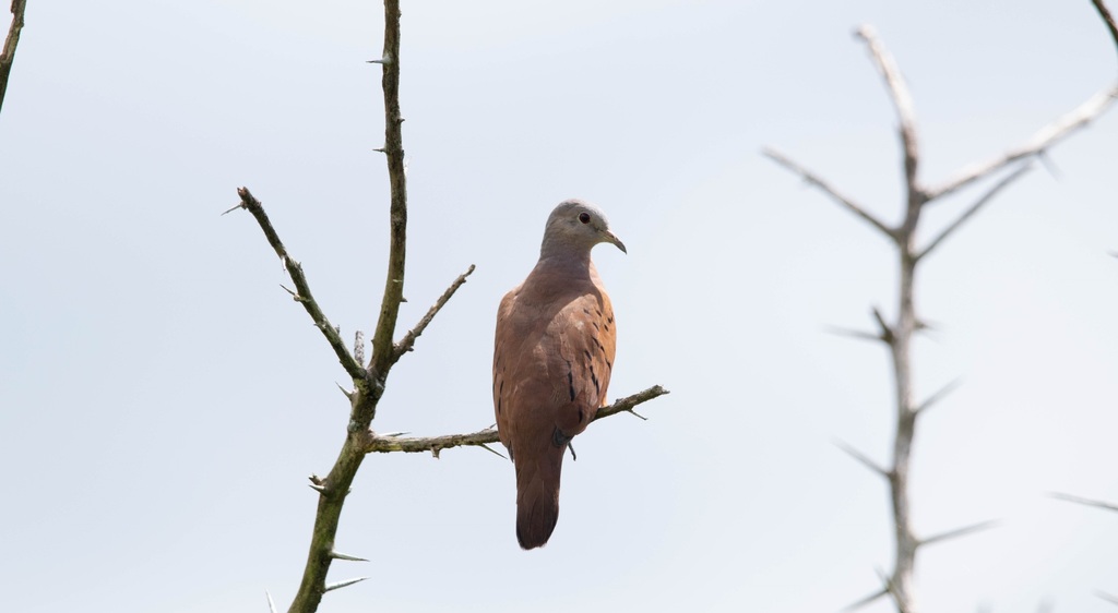 Ruddy Ground Dove from Centro, Tab., México on October 17, 2024 at 12: ...
