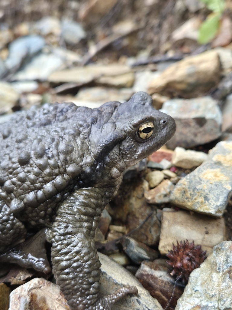 Japanese stream toad in July 2023 by Seongwoon_Lee · iNaturalist