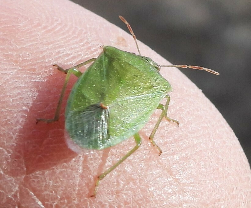 Red-shouldered Stink Bug from Yakima County, WA, USA on October 23 ...