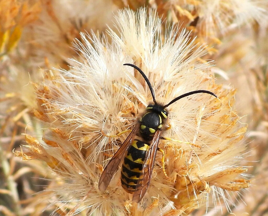 Western Yellowjacket from Yakima County, WA, USA on October 23, 2024 at ...