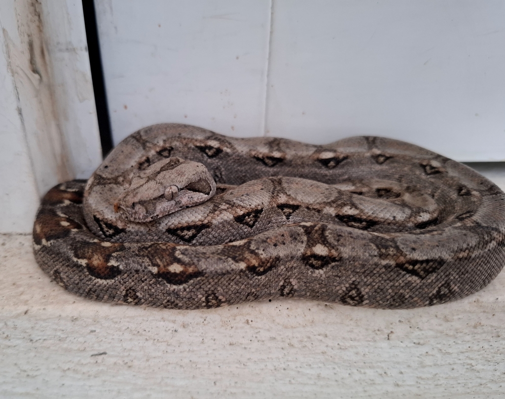 Boa de la costa oeste mexicana desde carretera escuinapa-teacapan km 14 ...