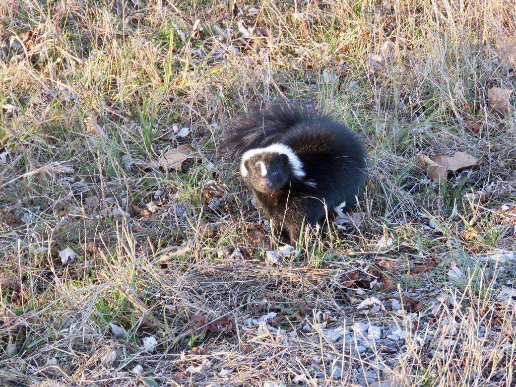 Striped Skunk from 37134, New Johnsonville, TN, US on December 22, 2018 ...