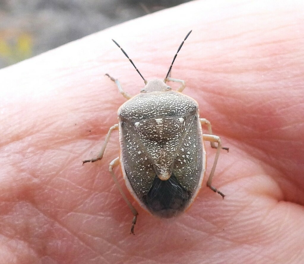 Uhler's Stink Bug from Yakima County, WA, USA on October 23, 2024 at 02 ...