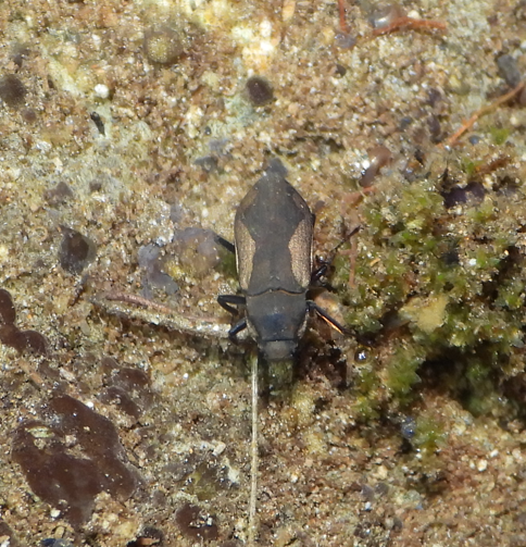 long-toed water beetles in October 2024 by Yinan Li · iNaturalist