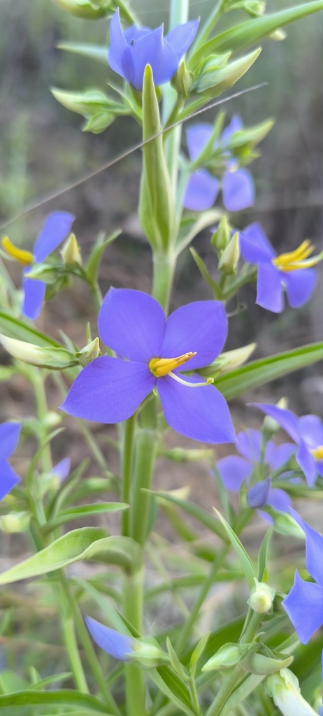 Exacum teres from Makwanpurgadhi, Nepal on October 24, 2024 at 06:53 AM ...