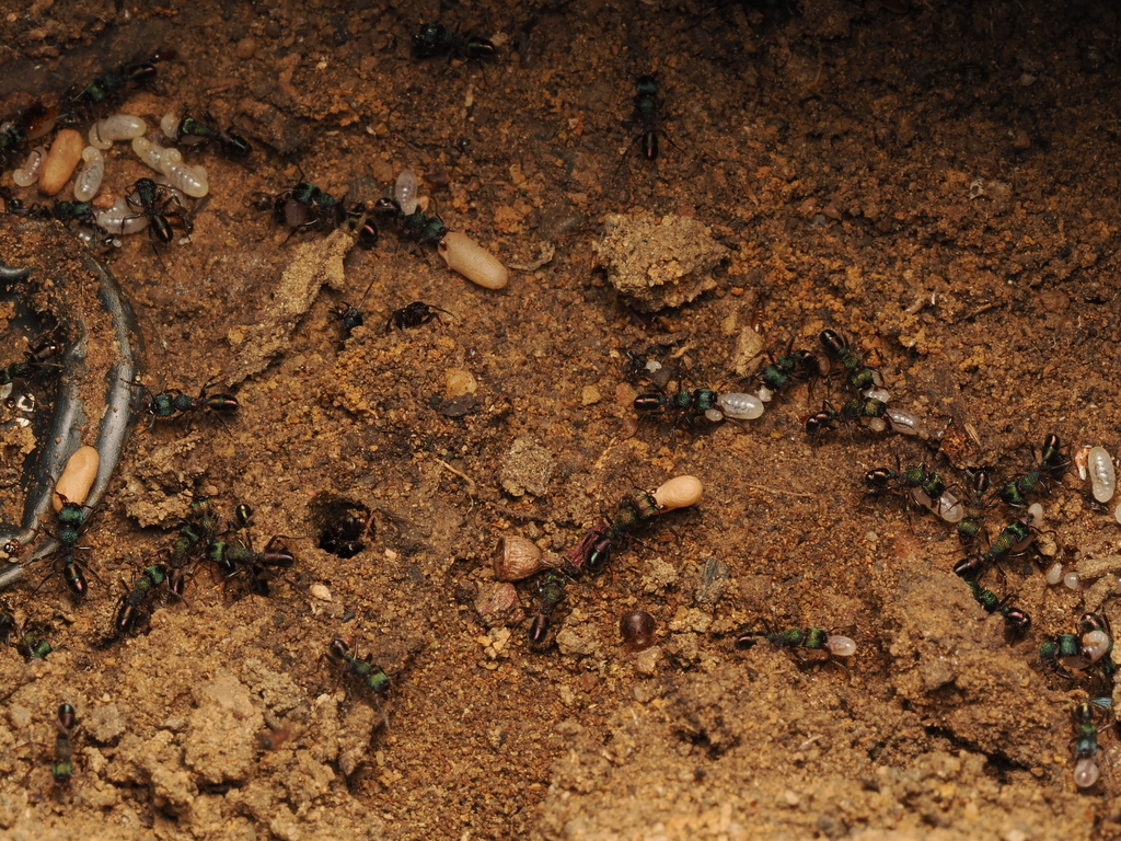 Green-head Ant from Nandi QLD 4405, Australia on October 05, 2024 at 06 ...