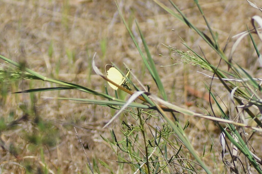 Small Grass-yellow from Gerang Gerung VIC 3418, Australia on October 19 ...
