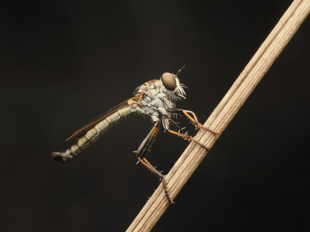 Cerdistus rusticanoides from Ducklo QLD 4405, Australia on October 6 ...