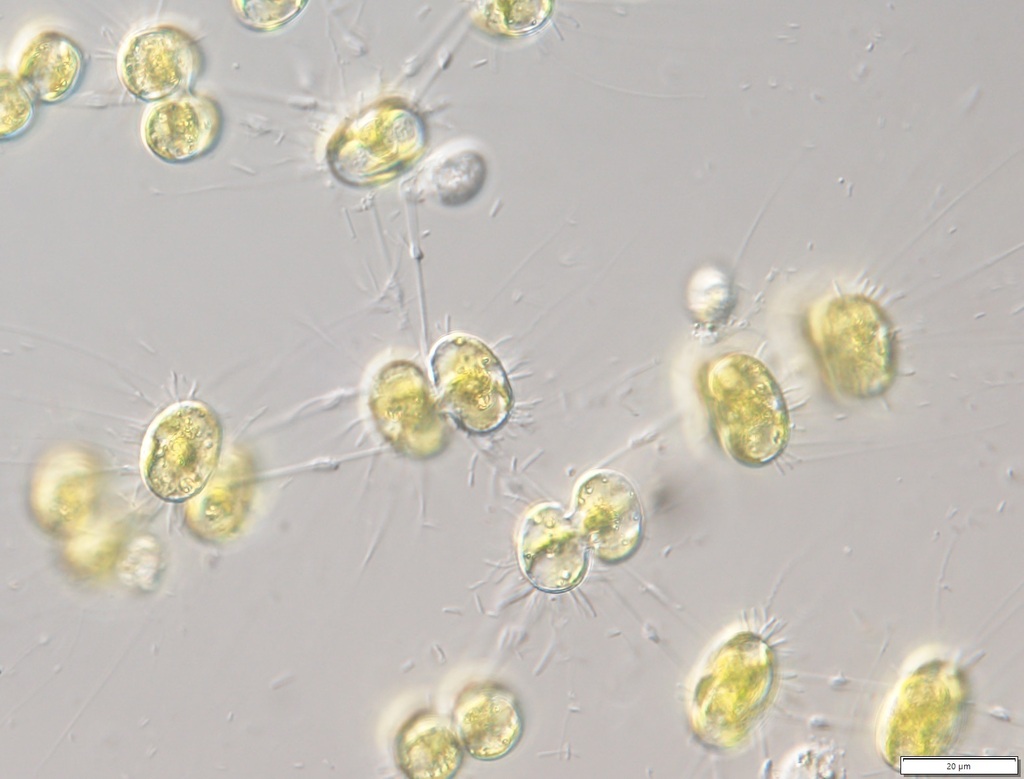 Cosmocladium saxonicum from Uhlišťský rybník on April 21, 2021 by ...