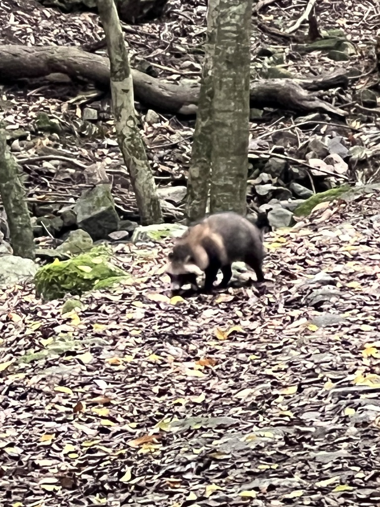 Hondo Raccoon Dog from Yamato-Aogaki Quasi-National Park, Nara, Nara ...