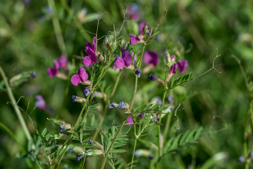 Common Vetch from Hoekwil, Wilderness, 6538, South Africa on October 09 ...