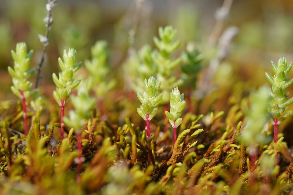Australian Stonecrop from Beechworth VIC 3747, Australia on October 10 ...