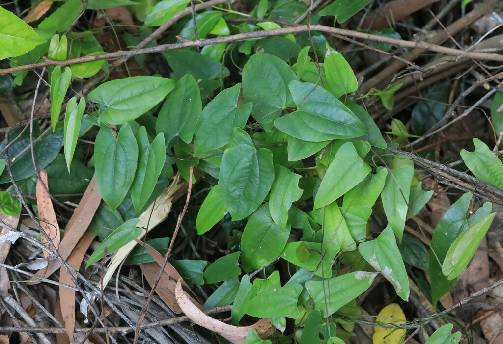 Common Yam Vine from Valery NSW 2454, Australia on October 24, 2024 at 12:59 PM by Adrian Gale ...