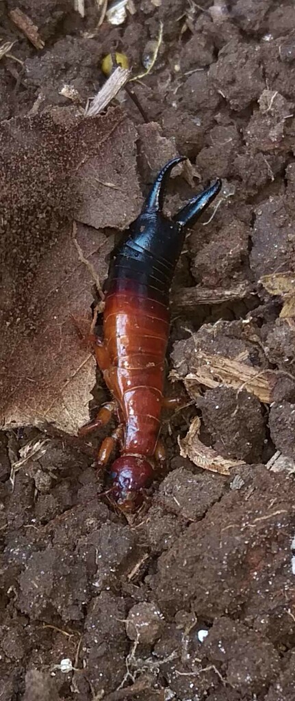 Giant Earwig from Goomboorian QLD 4570, Australia on September 11, 2015 ...