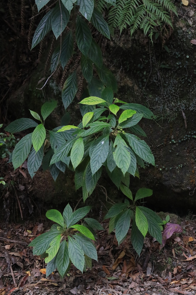 Native Hydrangea from Valery NSW 2454, Australia on October 24, 2024 at ...