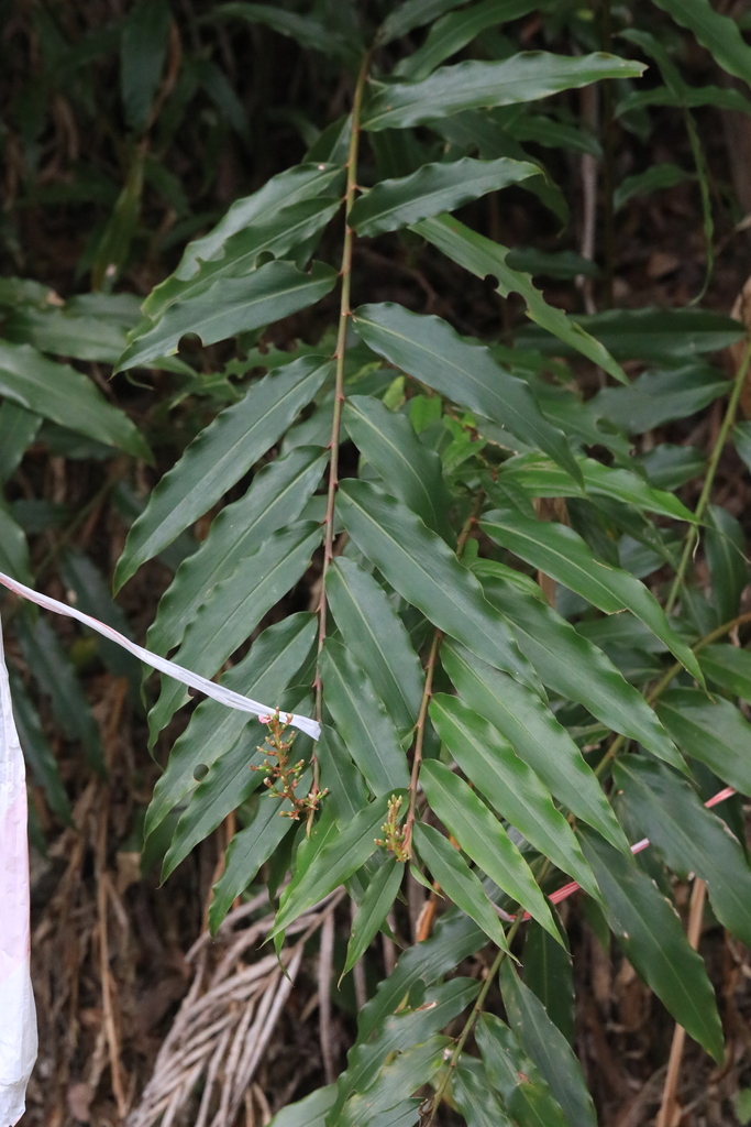 dwarf ginger from Valery NSW 2454, Australia on October 24, 2024 at 01: ...