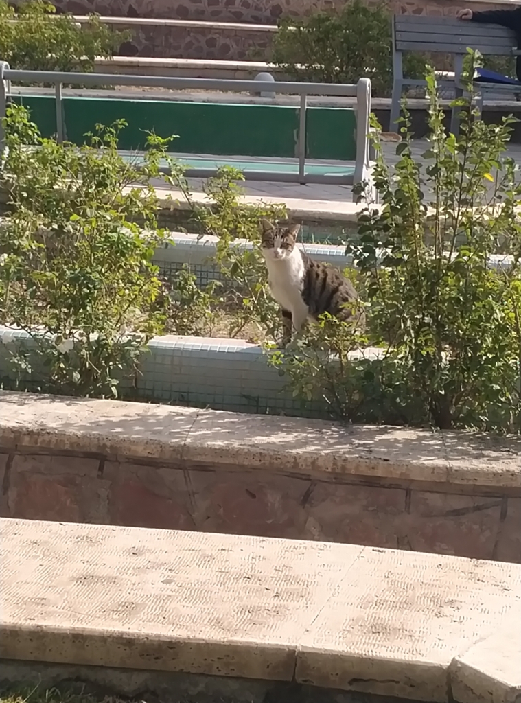 Domestic Cat from Theran, IR-TH, IR on October 24, 2024 at 09:57 AM by ...
