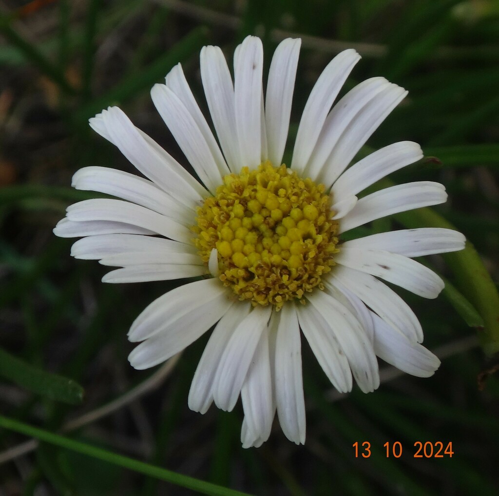 swamp daisy from Kyneton VIC 3444, Australia on October 13, 2024 at 11: ...