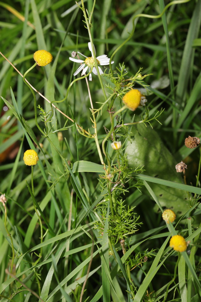German Chamomile from Court Farm Woods, Court Avenue, Halewood ...
