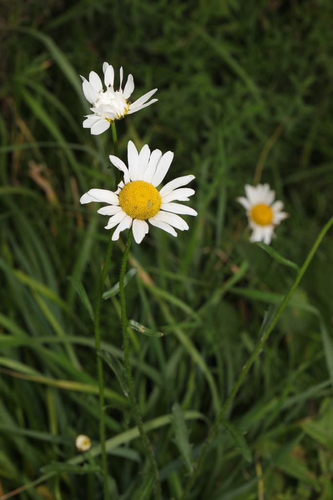 oxeye daisy from Court Farm Woods, Court Avenue, Halewood, Liverpool ...