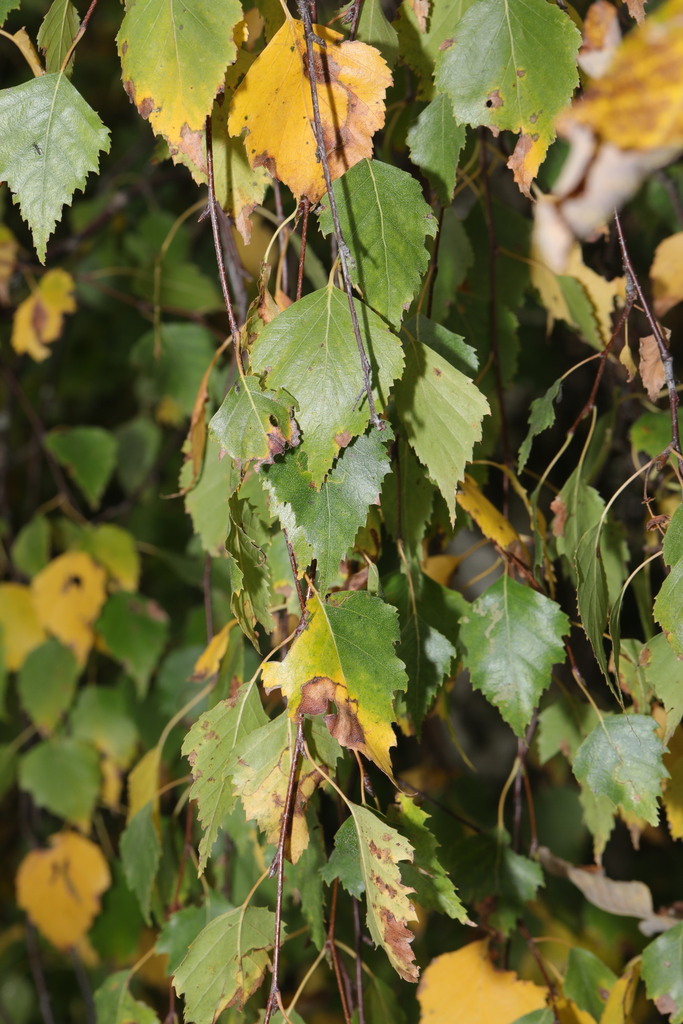 silver birch from Court Farm Woods, Court Avenue, Halewood, Liverpool ...