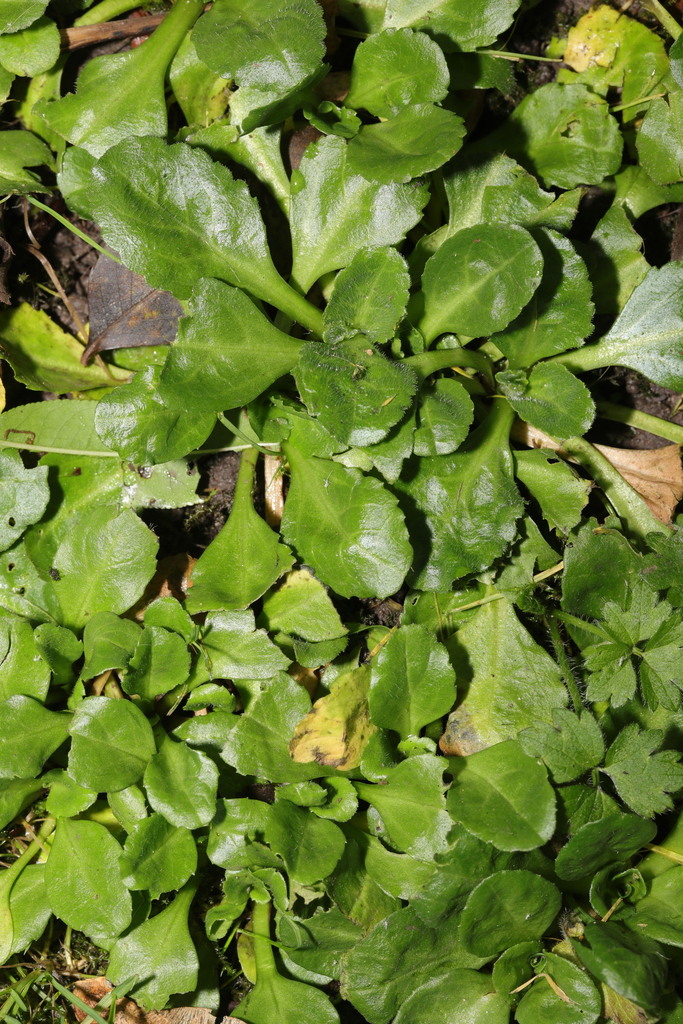 Lawn daisy from Court Farm Woods, Court Avenue, Halewood, Liverpool ...