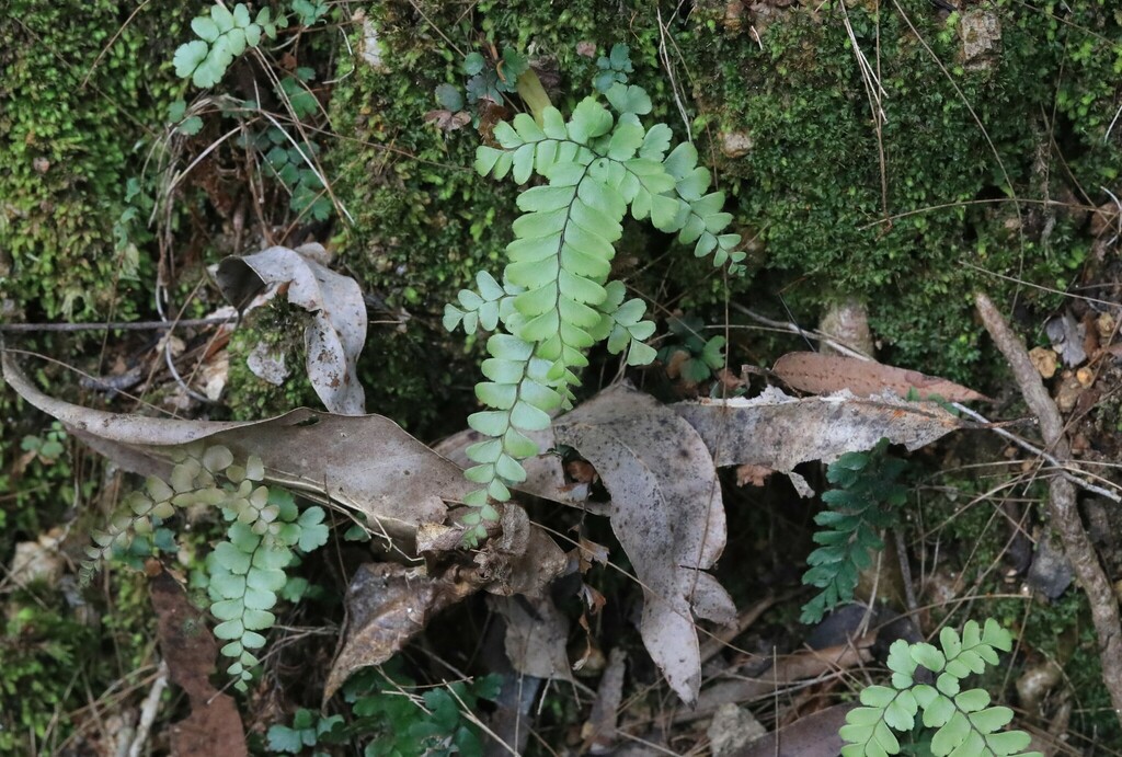 Filmy Maidenhair from Valery NSW 2454, Australia on October 24, 2024 at 01:16 PM by Adrian Gale ...