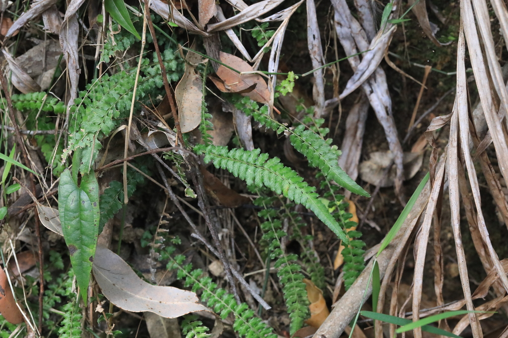 Small Rasp Fern from Valery NSW 2454, Australia on October 24, 2024 at ...