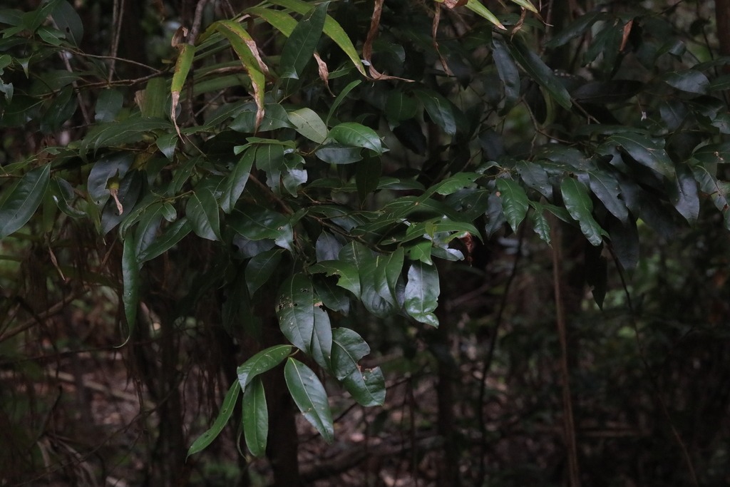 jackwood from Valery NSW 2454, Australia on October 24, 2024 at 01:22 ...