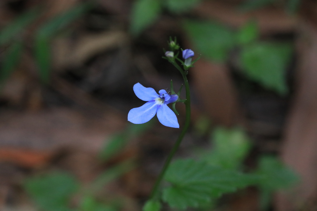 forest lobelia from Valery NSW 2454, Australia on October 24, 2024 at ...