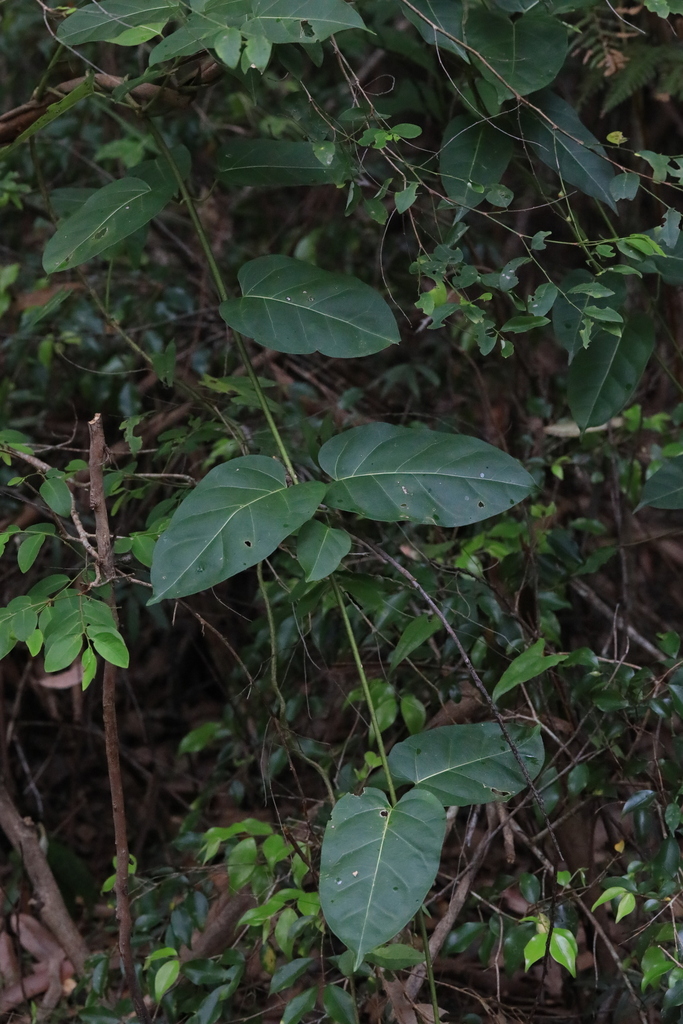 Common Milk Vine from Valery NSW 2454, Australia on October 24, 2024 at 01:25 PM by Adrian Gale ...