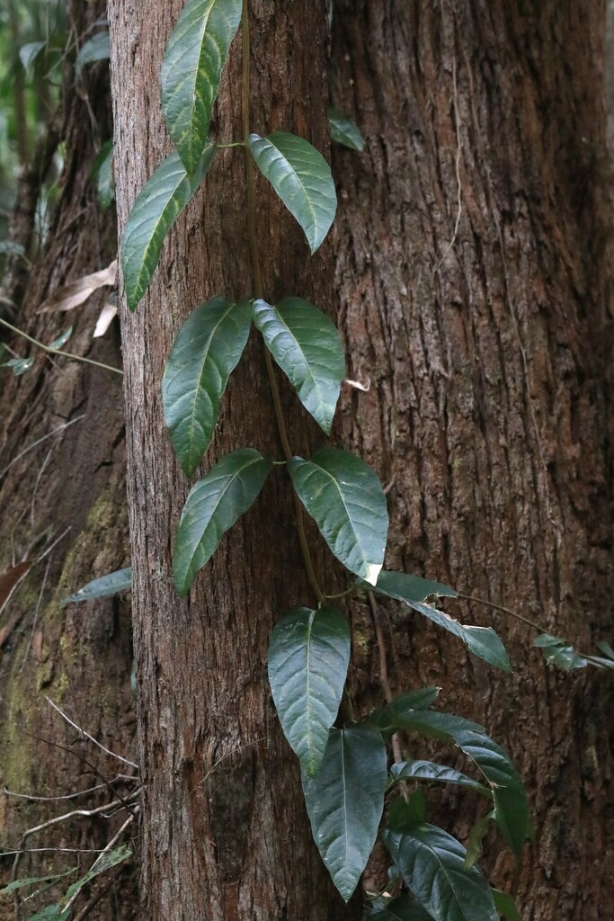 Common Silkpod from Valery NSW 2454, Australia on October 24, 2024 at 01:27 PM by Adrian Gale ...