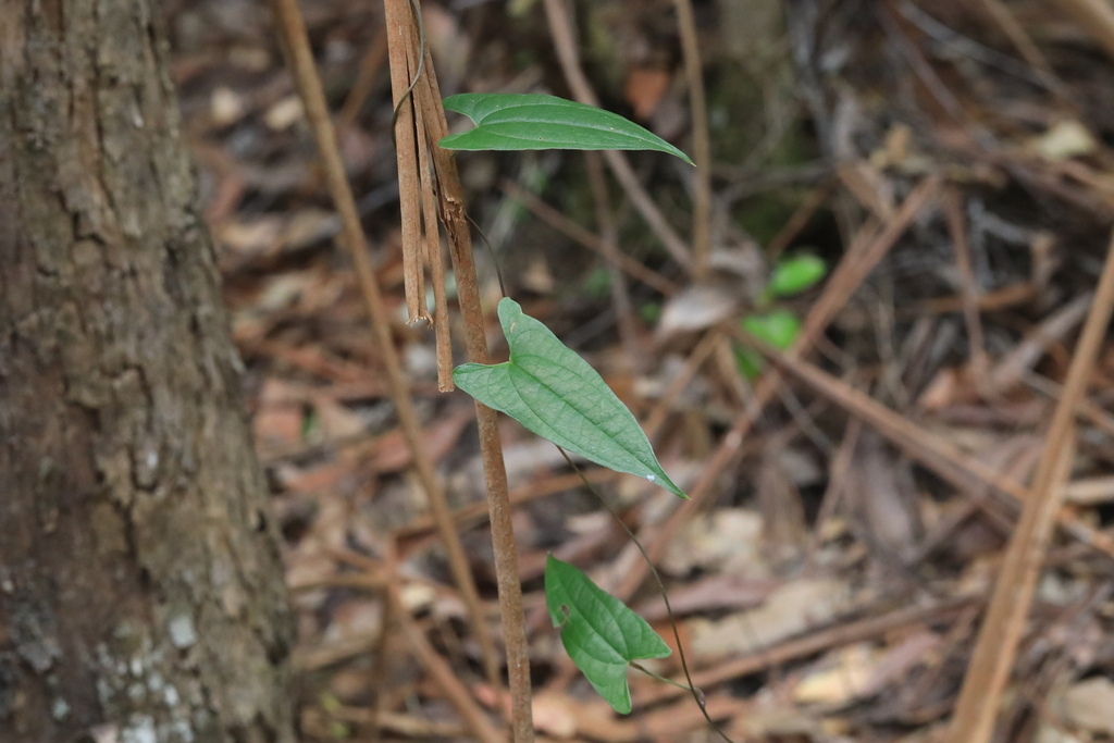Common Yam Vine from Valery NSW 2454, Australia on October 24, 2024 at 01:28 PM by Adrian Gale ...