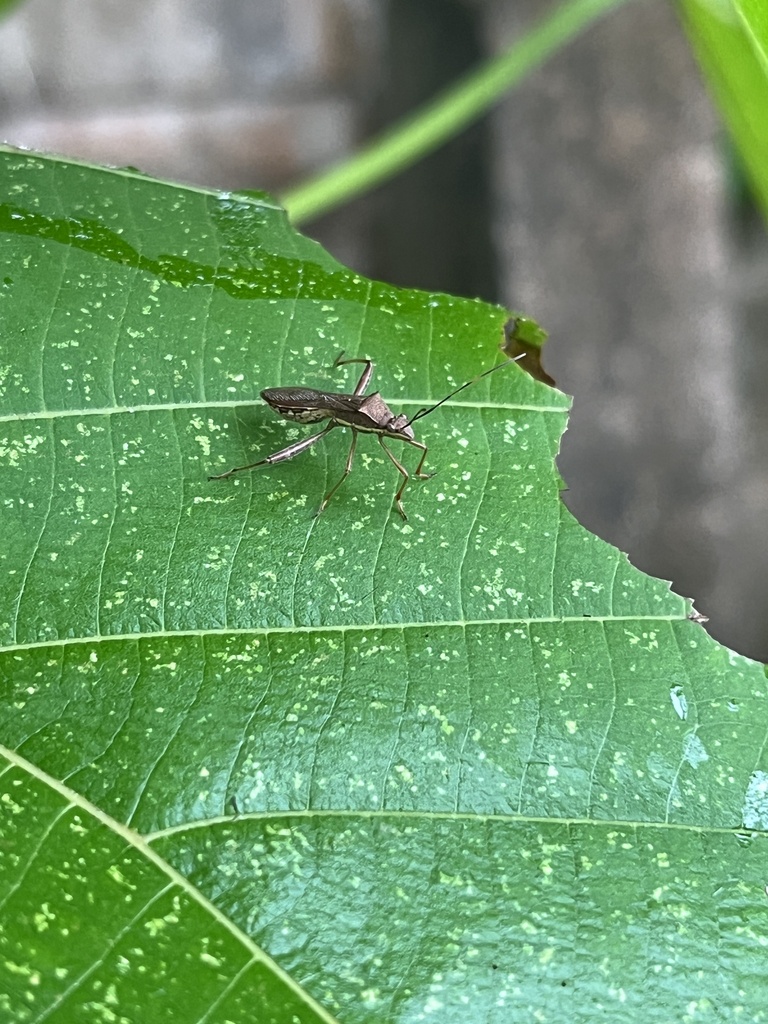 Riptortus linearis in October 2024 by Nakatada Wachi · iNaturalist