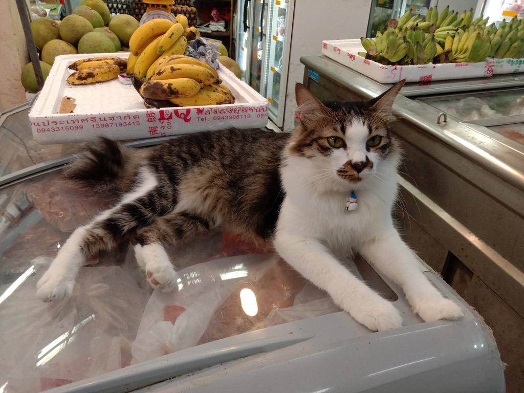 Domestic Cat from Bang Phutsa, Mueang Sing Buri District, Sing Buri ...