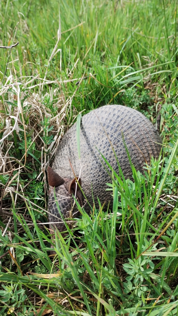 Southern Seven-banded Armadillo in October 2024 by Jazmín Morel ...