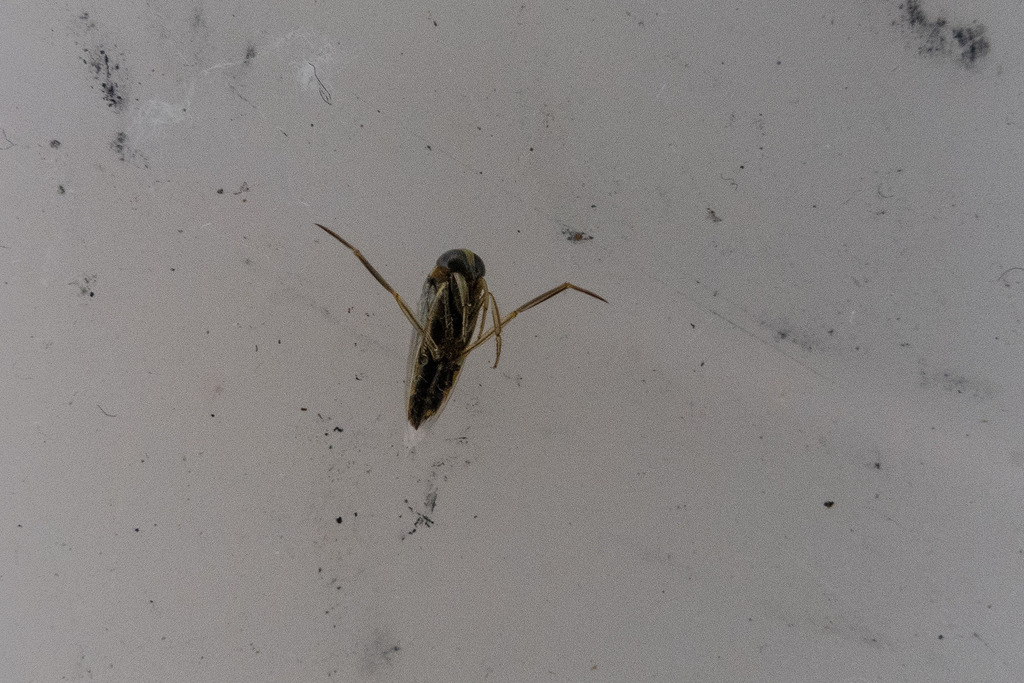 Common Backswimmers from Adavale QLD 4474, Australia on July 9, 2024 at ...