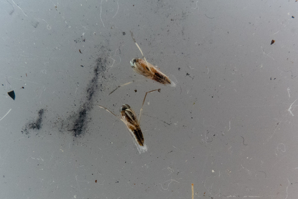 Common Backswimmers from Adavale QLD 4474, Australia on July 9, 2024 at ...