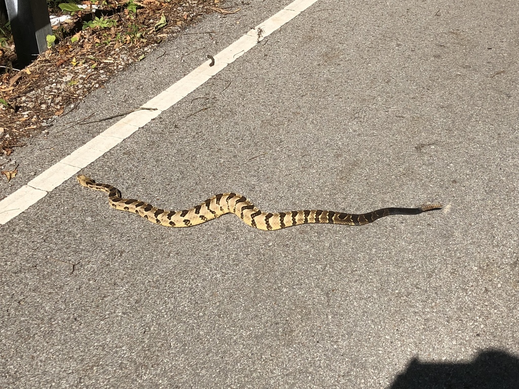 Timber Rattlesnake from 4908–4956 Bull Run Rd, Nashville, TN, US on ...