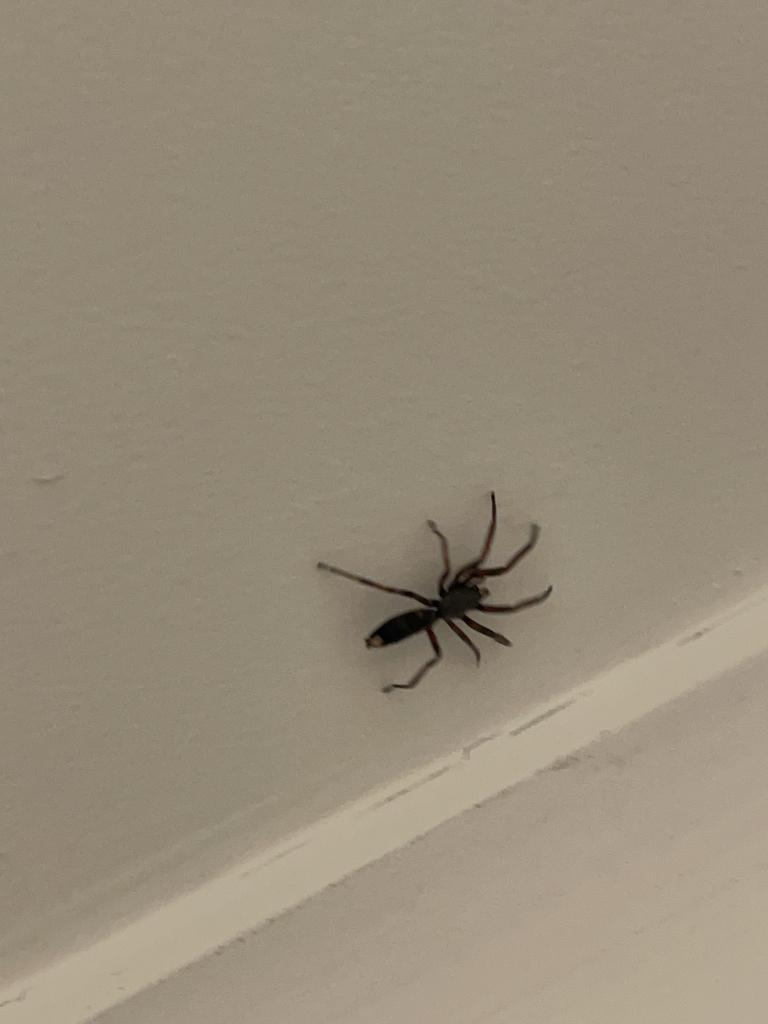 Eastern White-tail Spider from Wellington on October 25, 2024 at 12:11 ...